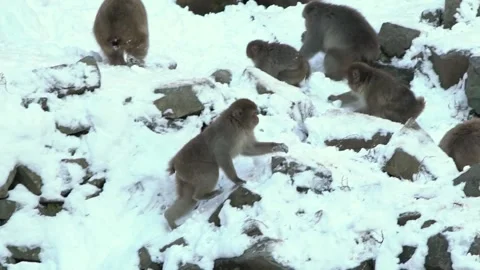 Japanese Snow Monkey Stock Videos – Royalty-Free HD & 4K Videos | Pond5