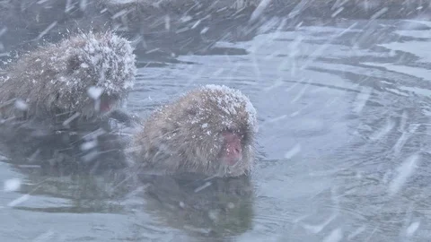 Videos Japan Hot Stock Videos – Royalty-Free HD & 4K Videos | Pond5