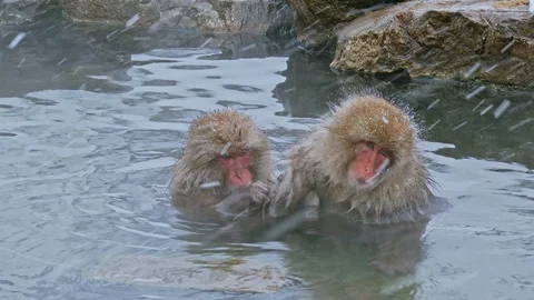 Videos Japan Hot Stock Videos – Royalty-Free HD & 4K Videos | Pond5