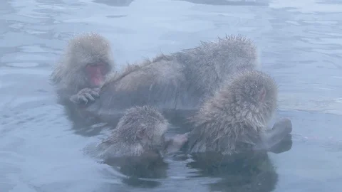 Videos Japan Hot Stock Videos – Royalty-Free HD & 4K Videos | Pond5