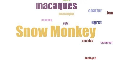 Snow Monkey Word Cloud Animated Isolated... | Stock Video | Pond5