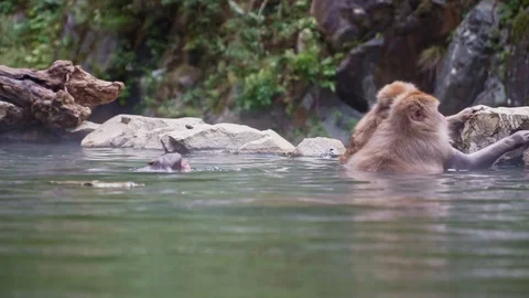 Grooming Snow Stock Videos – Royalty-Free HD & 4K Videos | Page 5