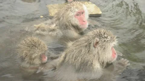 Japan Live Hot Stock Videos – Royalty-Free HD & 4K Videos | Pond5