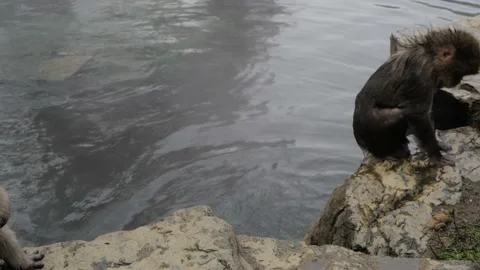 Snow monkeys sitting in the hot springs | Stock Video | Pond5