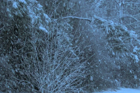Night Forest Storm Stock Footage ~ Royalty Free Stock Videos | Pond5
