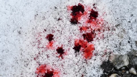 Snow texture with blood drops. Traces of... | Stock Video | Pond5