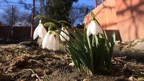 Snowdrops spring background | Stock Video | Pond5