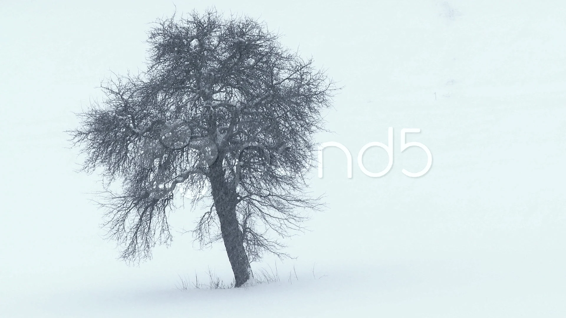 Single Tree In Snow Single Tree In Winter · Free Stock Photo