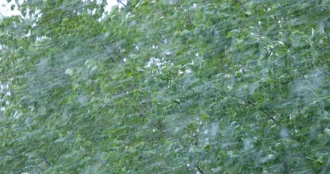snowfall in summer on a background of gr... | Stock Video | Pond5
