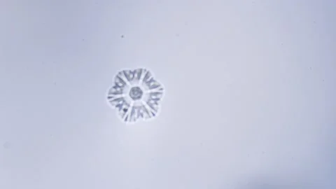 Snowflake ice crystal stellar dendrite u... | Stock Video | Pond5