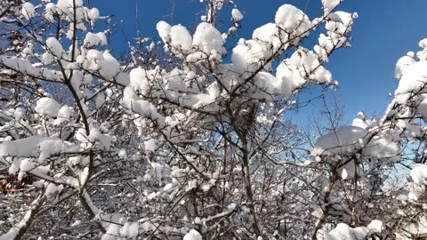 snowflakes on tree branches | Stock Video | Pond5
