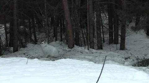 Ermine Fur Stock Videos – Royalty-Free HD & 4K Videos