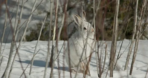 Snowshoe Hare Eating Chewing Bark on Twi... | Stock Video | Pond5