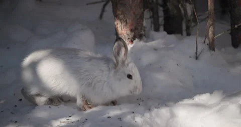Snowshoe Hare Rabbit Sitting Up Foraging... | Stock Video | Pond5