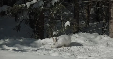 Animals Camouflage Stock Videos – Royalty-Free HD & 4K Videos | Pond5