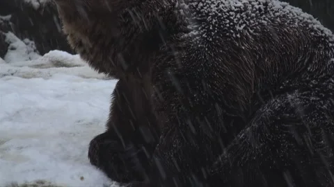 A Bear Body Stock Videos – Royalty-Free HD & 4K Videos