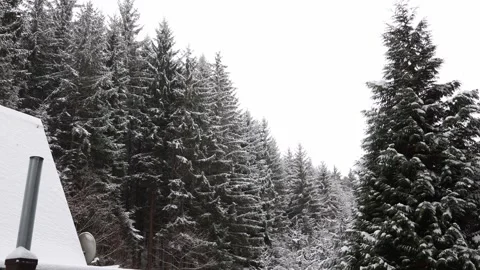 Evergreen Trees Images Stock Videos – Royalty-Free HD & 4K Videos | Pond5