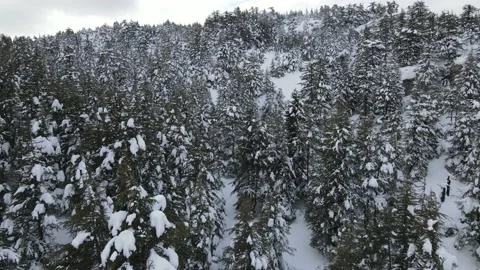 Snowy Forest Aerial View | Stock Video | Pond5