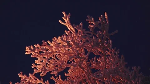 Snowy looks like coral tree swinging on ... | Stock Video | Pond5