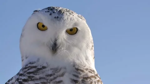 snowy owl blinking and looking down for ... | Stock Video | Pond5