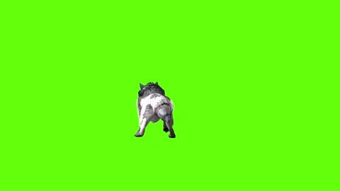 Snowy Wolf roar green screen animation ... | Stock Video | Pond5