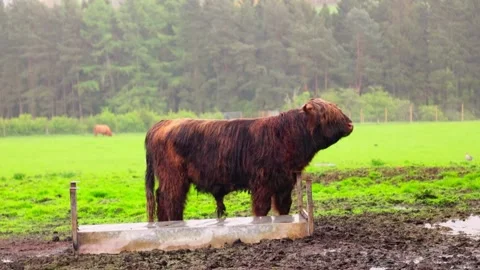 Soaking wet Scottish Highland cow scratc... | Stock Video | Pond5