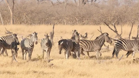Zebras Mating Stock Videos – Royalty-Free HD & 4K Videos