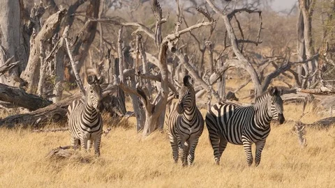 Zebras Mating Stock Videos – Royalty-Free HD & 4K Videos