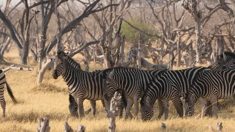 Zebras Mating Stock Videos – Royalty-Free HD & 4K Videos