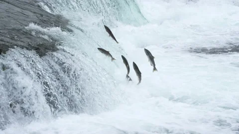 Sockeye Salmon Jumping Stock Footage ~ Royalty Free Stock Videos | Pond5