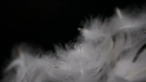Feathers Falling Stock Video Footage | Royalty Free Feathers Falling ...