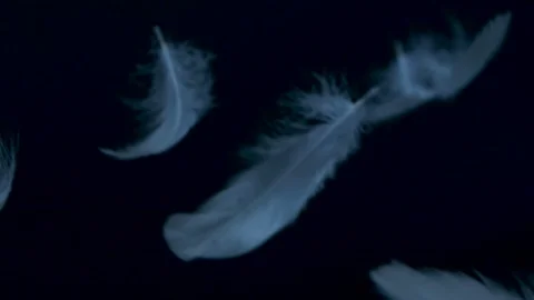 soft feather falling down on black backg... | Stock Video | Pond5