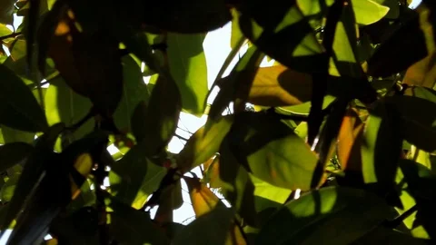 The soft-focus moving with sunlight and ... | Stock Video | Pond5
