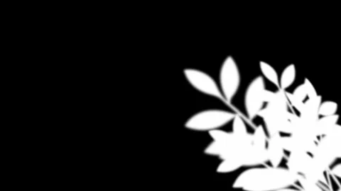 Tree Shadow Overlay Stock Videos – Royalty-Free HD & 4K Videos | Page 3