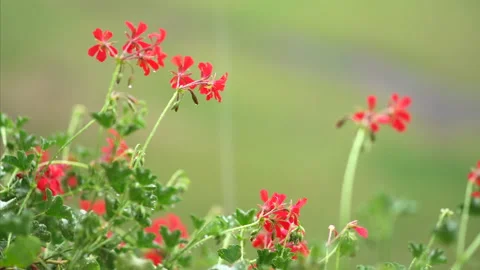 Soft rain falling on pink pelargonium fl... | Stock Video | Pond5