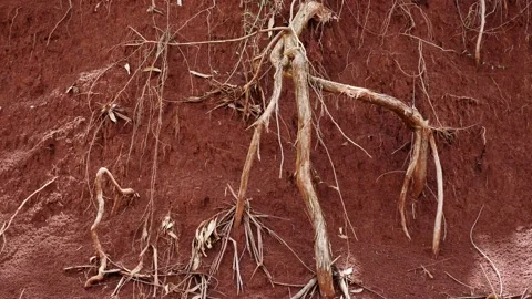 Soil Erosion With Tree's Roots. | Stock Video | Pond5