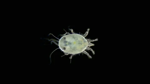 Soil mite of the Acaridae family under a... | Stock Video | Pond5