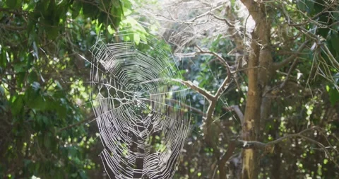 Solar flare pan down shot of a orb weave... | Stock Video | Pond5