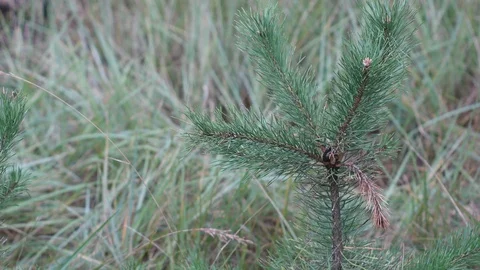 soldier runs between young pine trees | Stock Video | Pond5