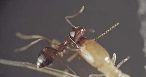 Soldier termite holding worker ant in it... | Stock Video | Pond5
