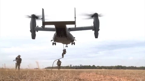 Osprey Stock Videos – Royalty-Free HD & 4K Videos