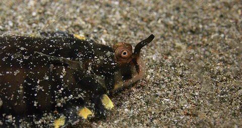 Sole Stock Video Footage | Royalty Free Sole Videos | Pond5