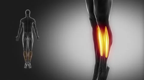Soleus- muscle anatomy with muscular map | Stock Video | Pond5