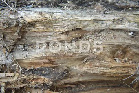 Solid wood and processed lumber surface textures Stock Image #119931226