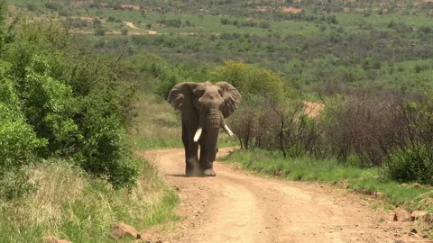 Elephant In Reserve Stock Videos – Royalty-Free HD & 4K Videos