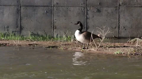 Goose Pooping Stock Footage ~ Royalty Free Stock Videos | Pond5