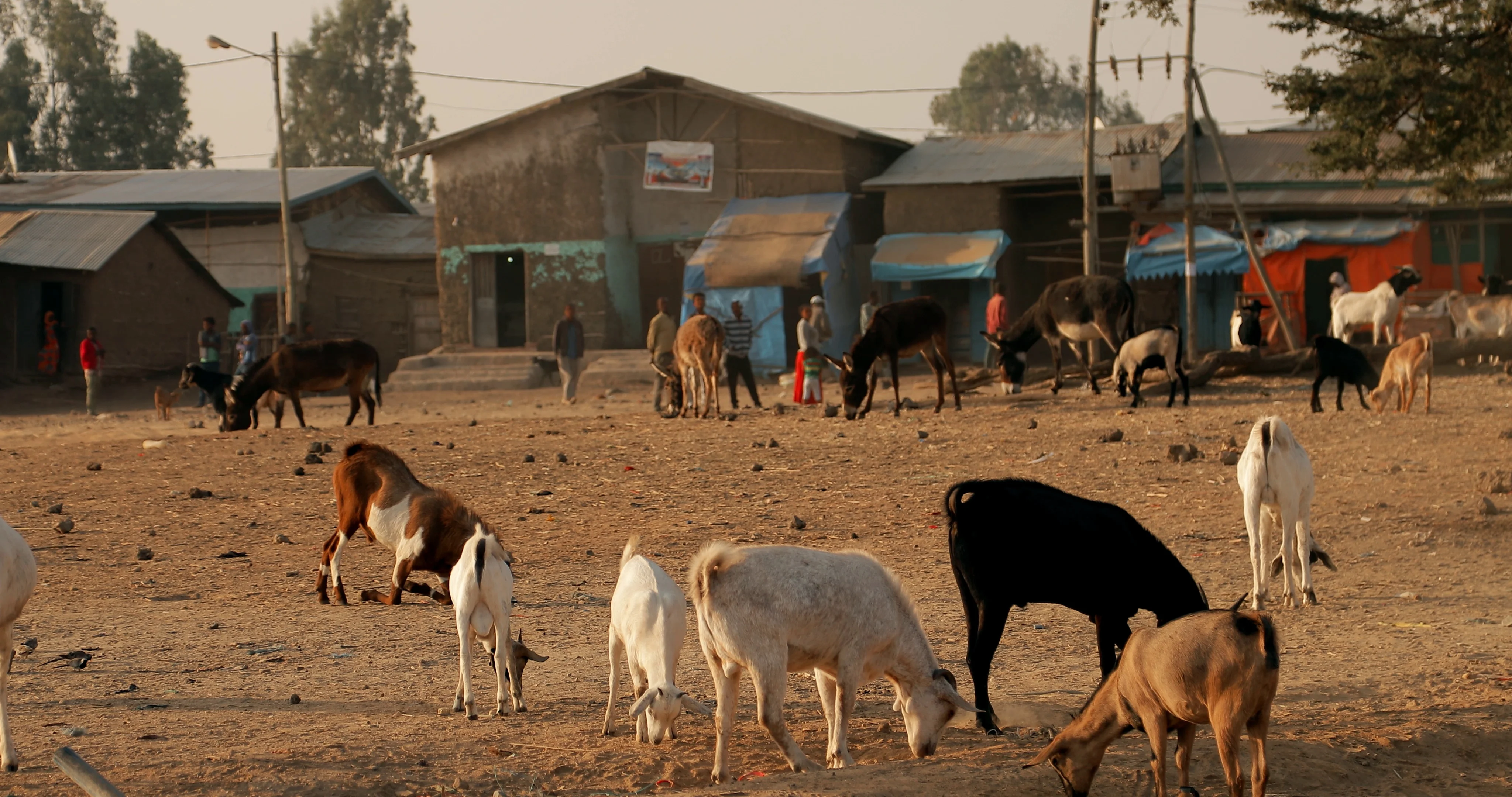 Ethiopia Poor House The Children Who Run Away To Work: Ethiopia's