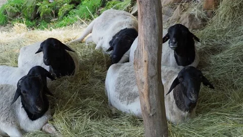 Somali sheep rest on straw and chew thei... | Stock Video | Pond5