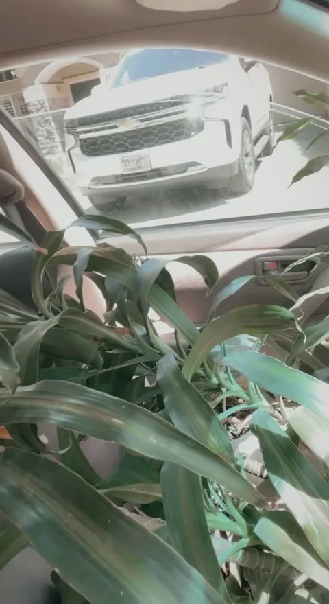 Free Goodshort Stock Videos – Royalty-Free HD & 4K Videos