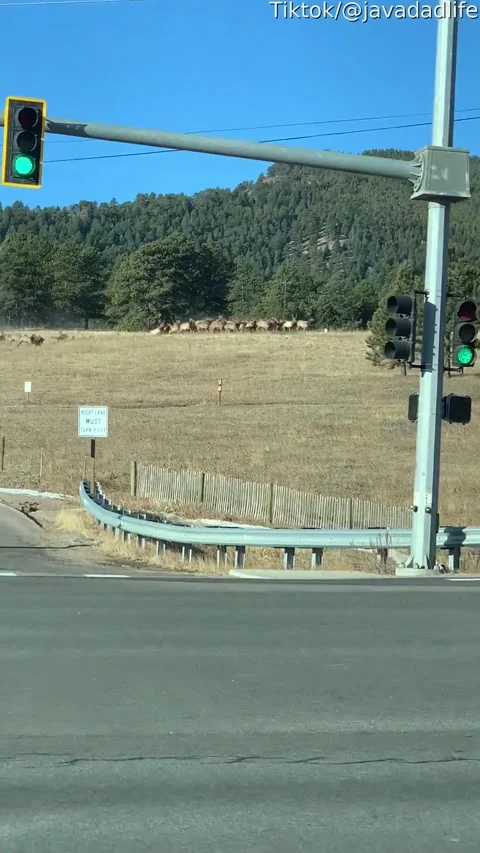 Son Spots Elk Stampede, Evergreen, Color... | Stock Video | Pond5